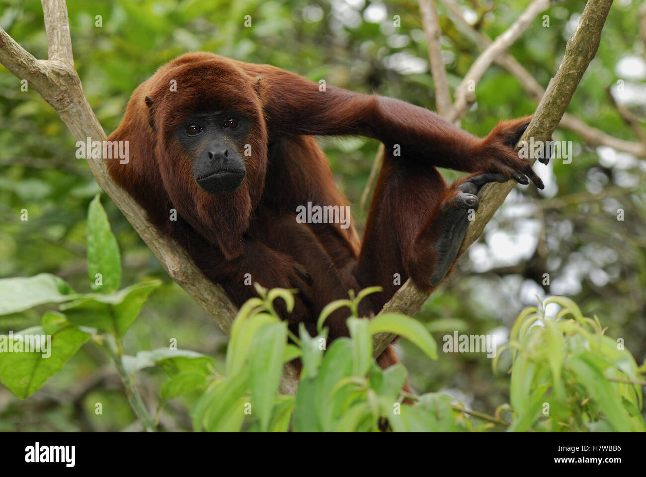 Red Howler Monkey (Alouatta seniculus) sitting in tree, Peru Stock ...