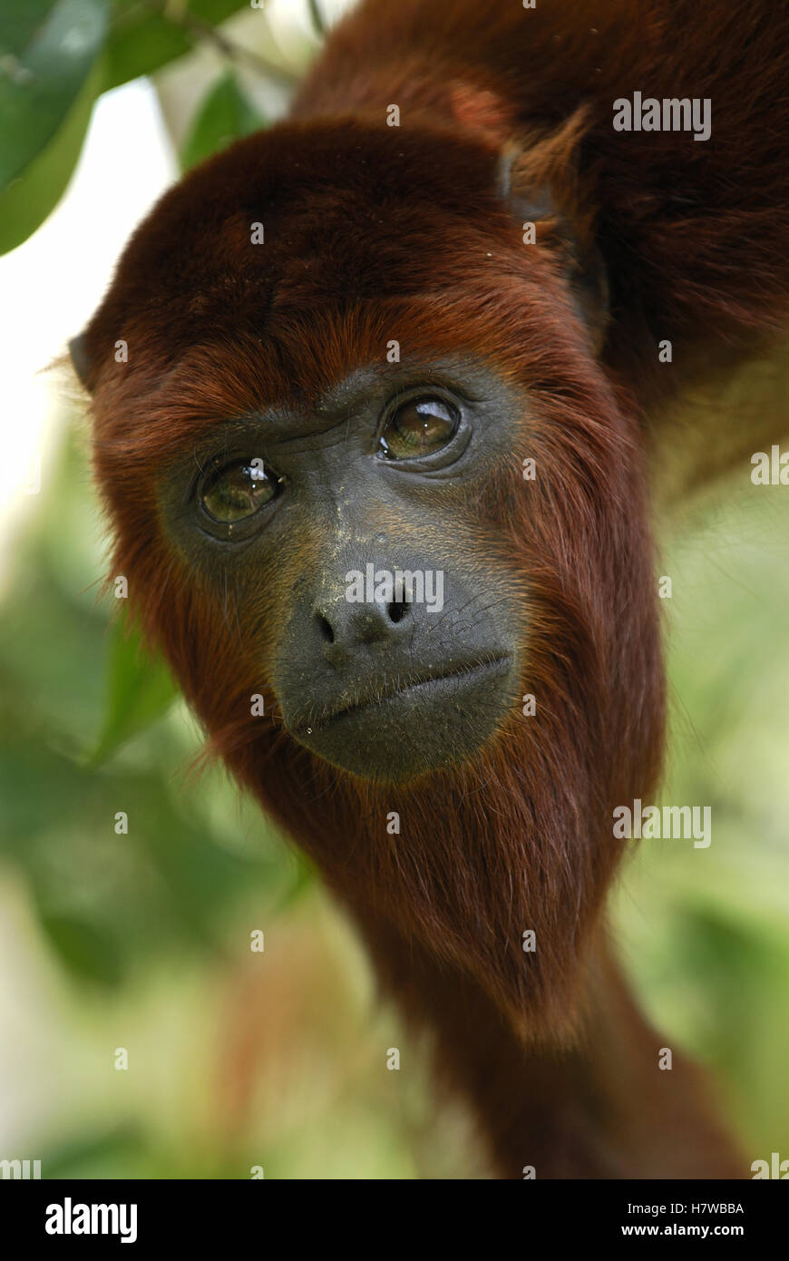 Red Howler Monkey (Alouatta seniculus) portrait, Peru Stock Photo - Alamy