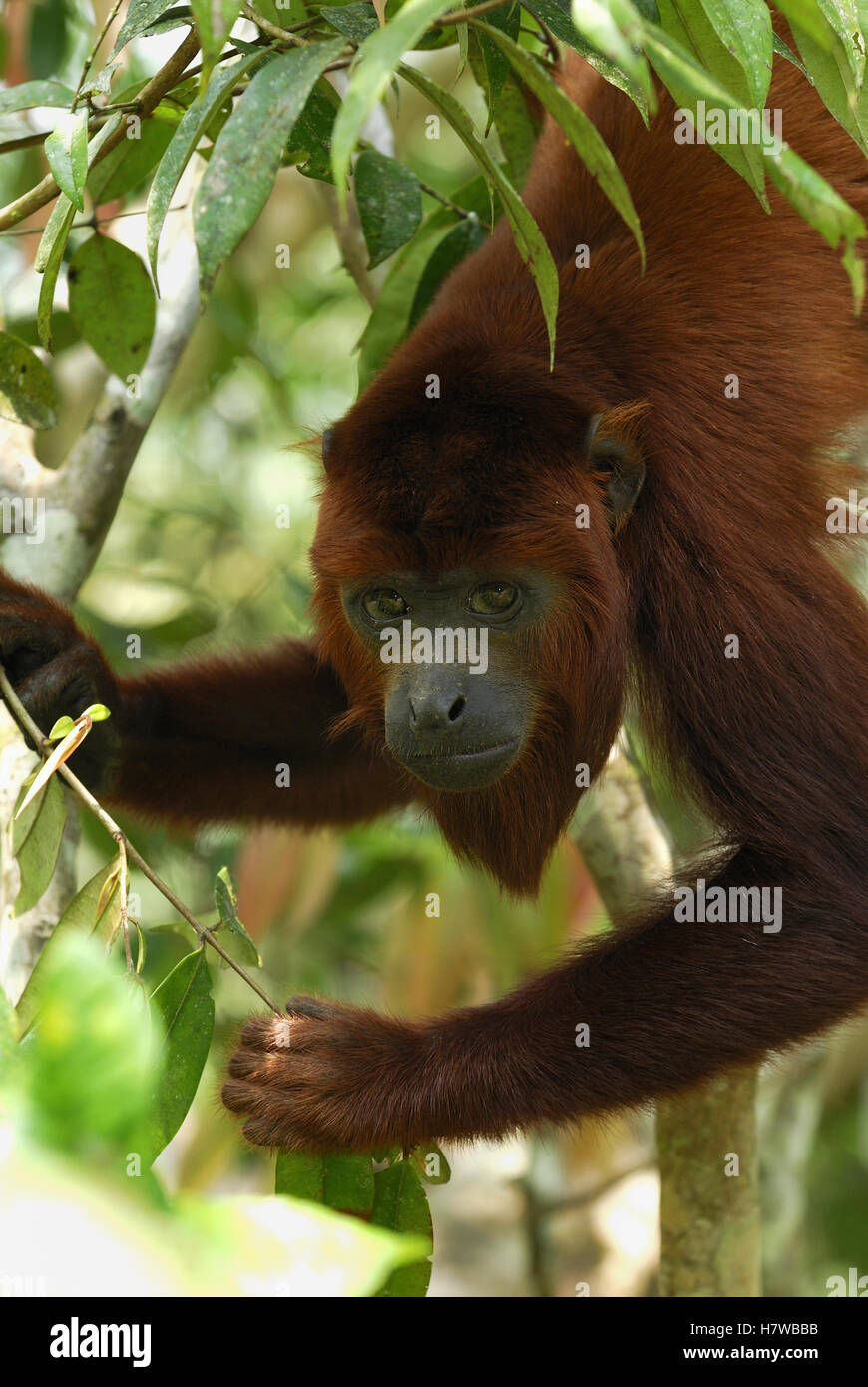 Red Howler Monkey (Alouatta seniculus) portrait, Peru Stock Photo - Alamy