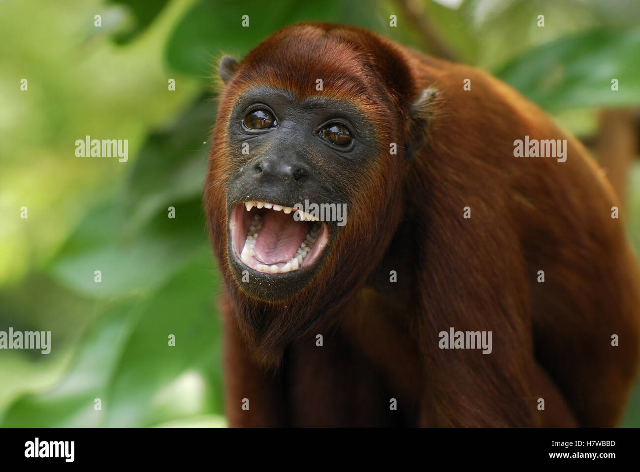Red Howler Monkey (Alouatta seniculus) calling, Peru Stock Photo - Alamy