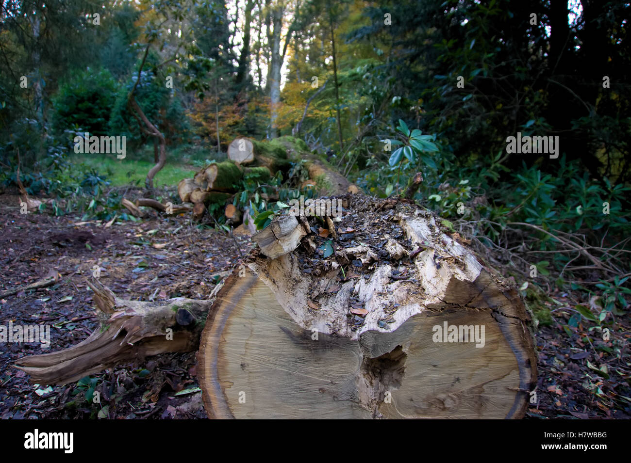 Felled tree trunk hi-res stock photography and images - Alamy