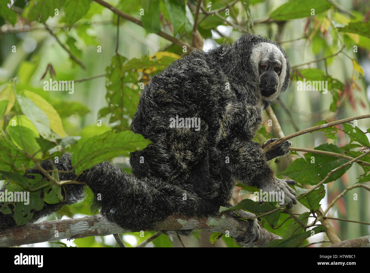 Monk Saki (Pithecia monachus), Pacaya Samiria National Park, Peru Stock ...