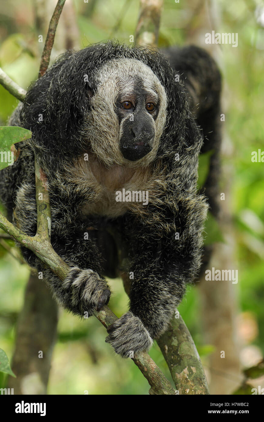 Monk Saki (Pithecia monachus), Pacaya Samiria National Park, Peru Stock ...