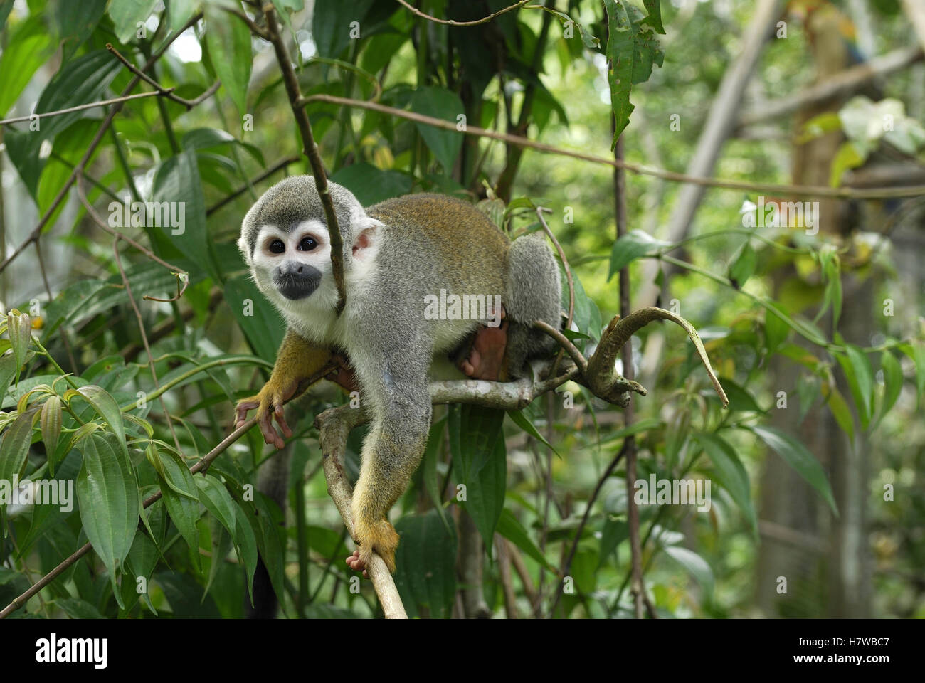 South American Squirrel Monkey (Saimiri sciureus), Iquitos, Peru Stock ...