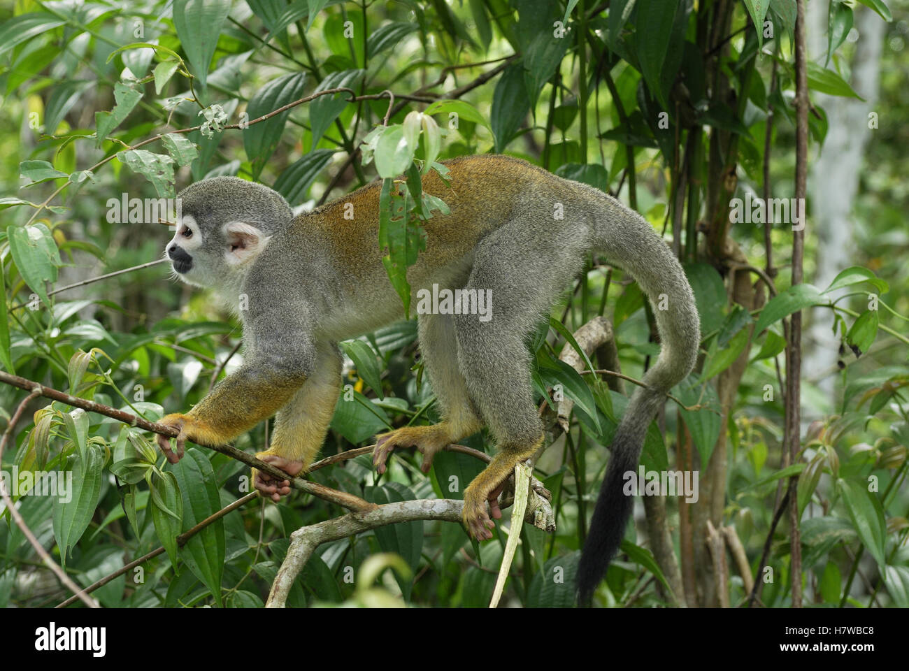 South American Squirrel Monkey (Saimiri sciureus) in rainforest ...