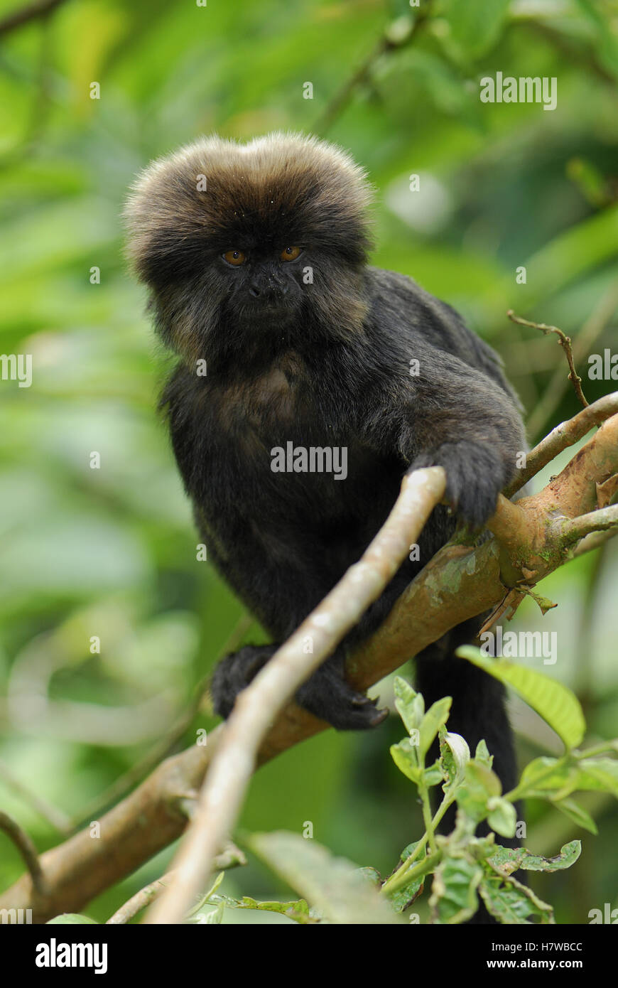 Goeldi's Monkey (Callimico goeldii), Amacayacu National Park, Colombia ...