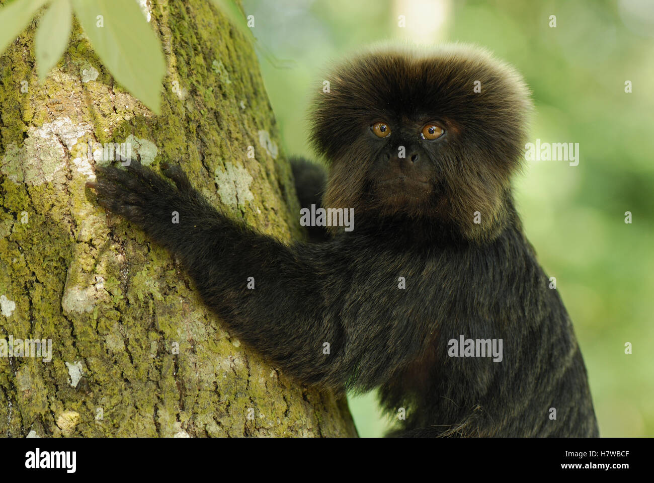 Goeldi's Monkey (Callimico goeldii) clinging to tree trunk, Amacayacu ...