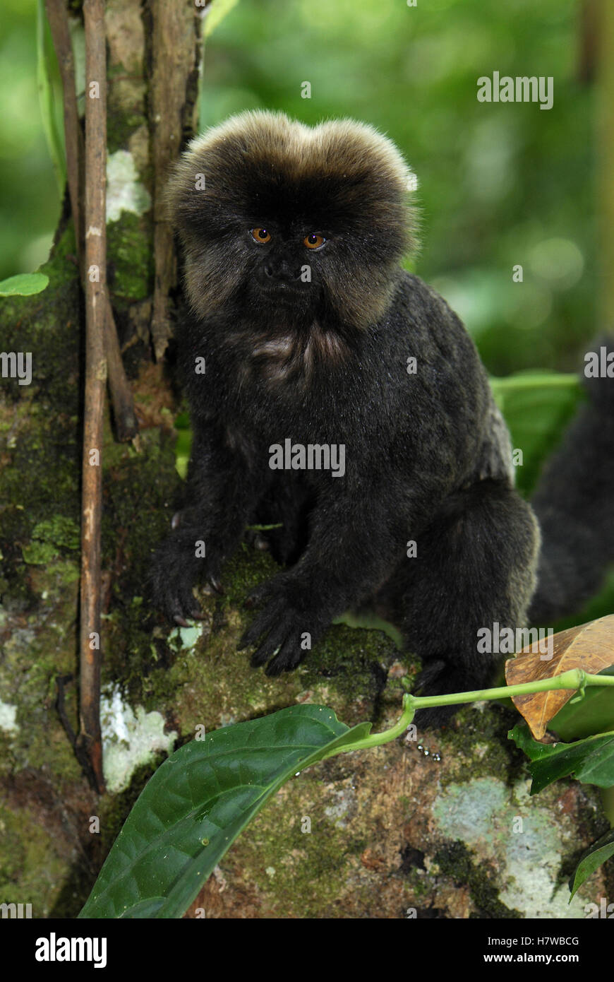 Goeldi's Monkey (Callimico goeldii) portrait, Amacayacu National Park ...