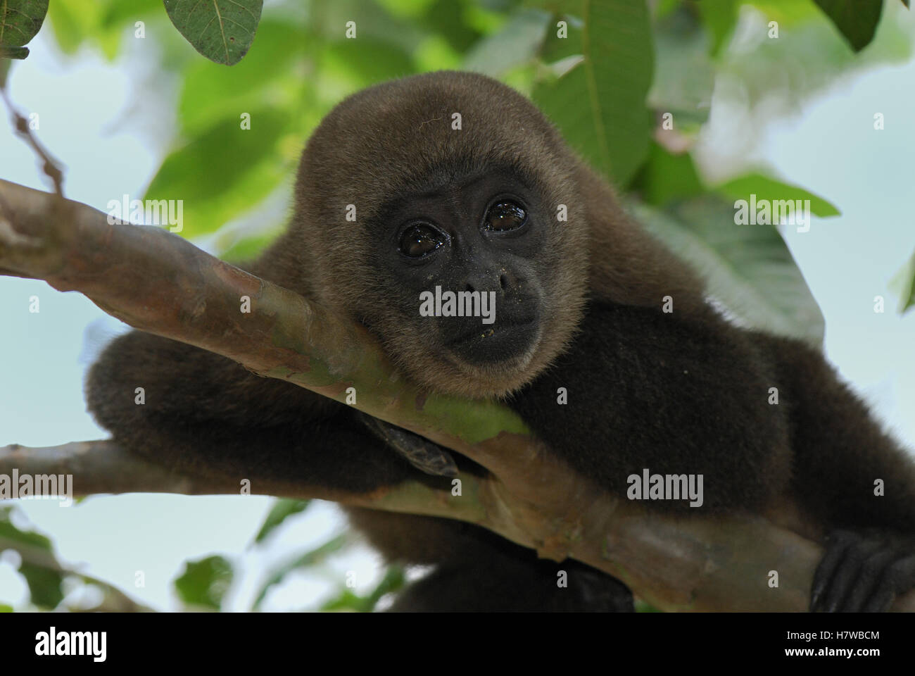 Humboldt's Woolly Monkey (Lagothrix lagotricha) resting, Amacayacu ...