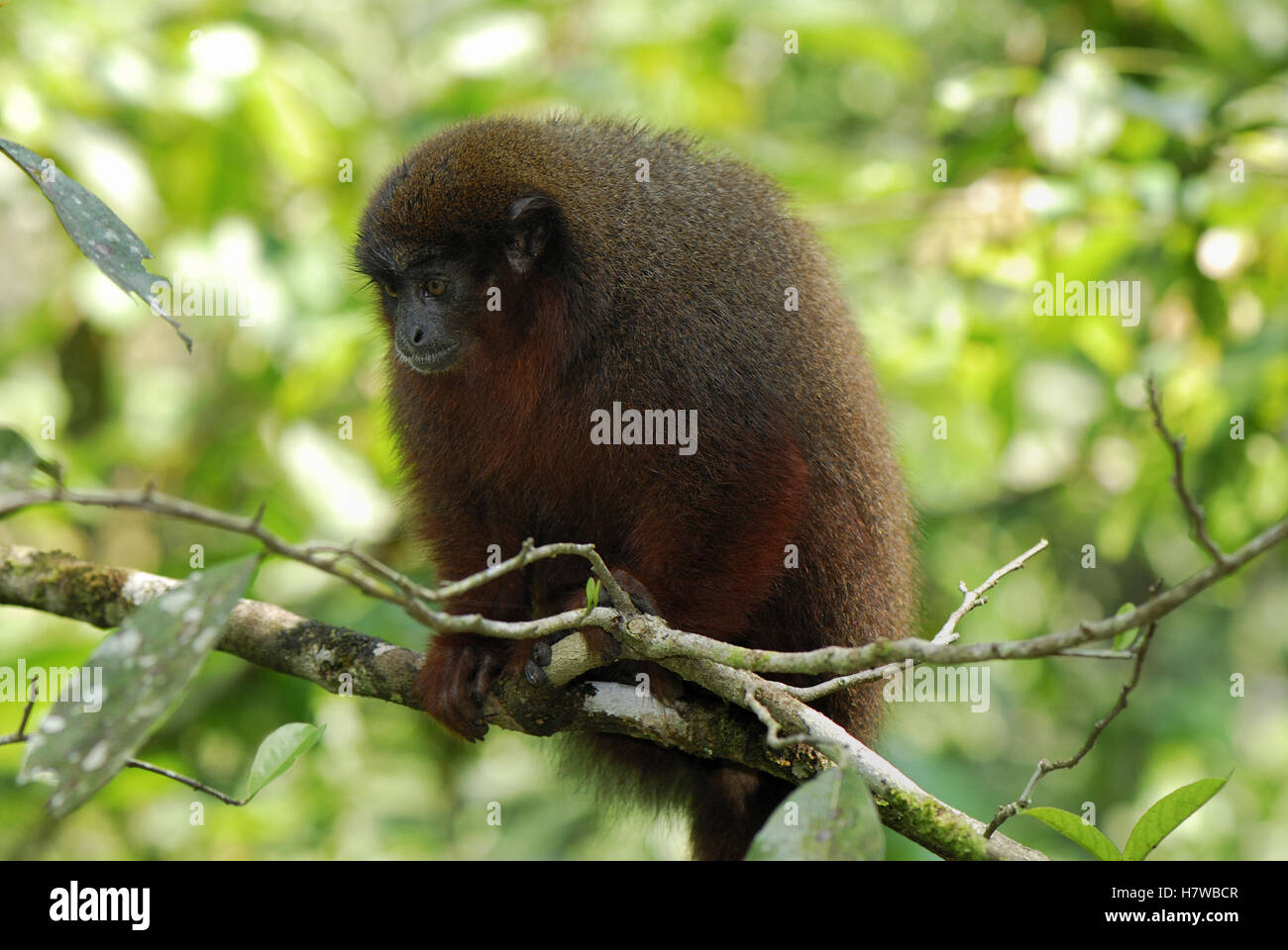 Coppery Titi (Callicebus cupreus) monkey, Amacayacu National Park ...
