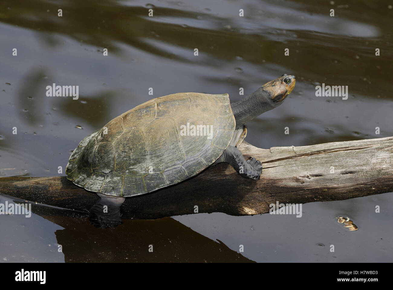 Savanna Side-necked Turtle (Podocnemis vogli) sunbathing, Colombia ...