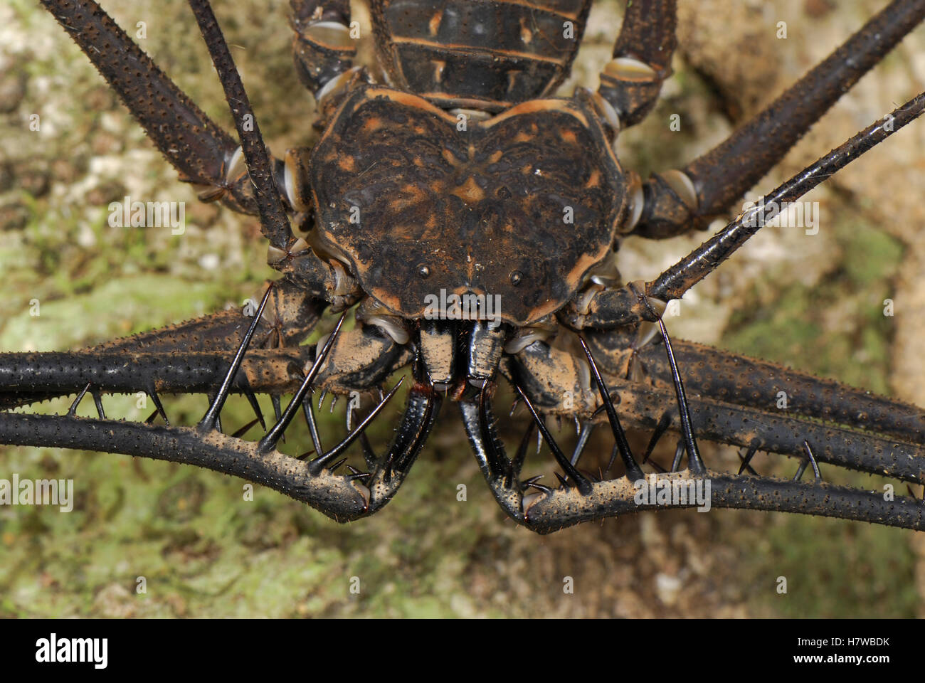 Whip Spider showing spiky pedipalps, Allpahuayo Mishana National ...
