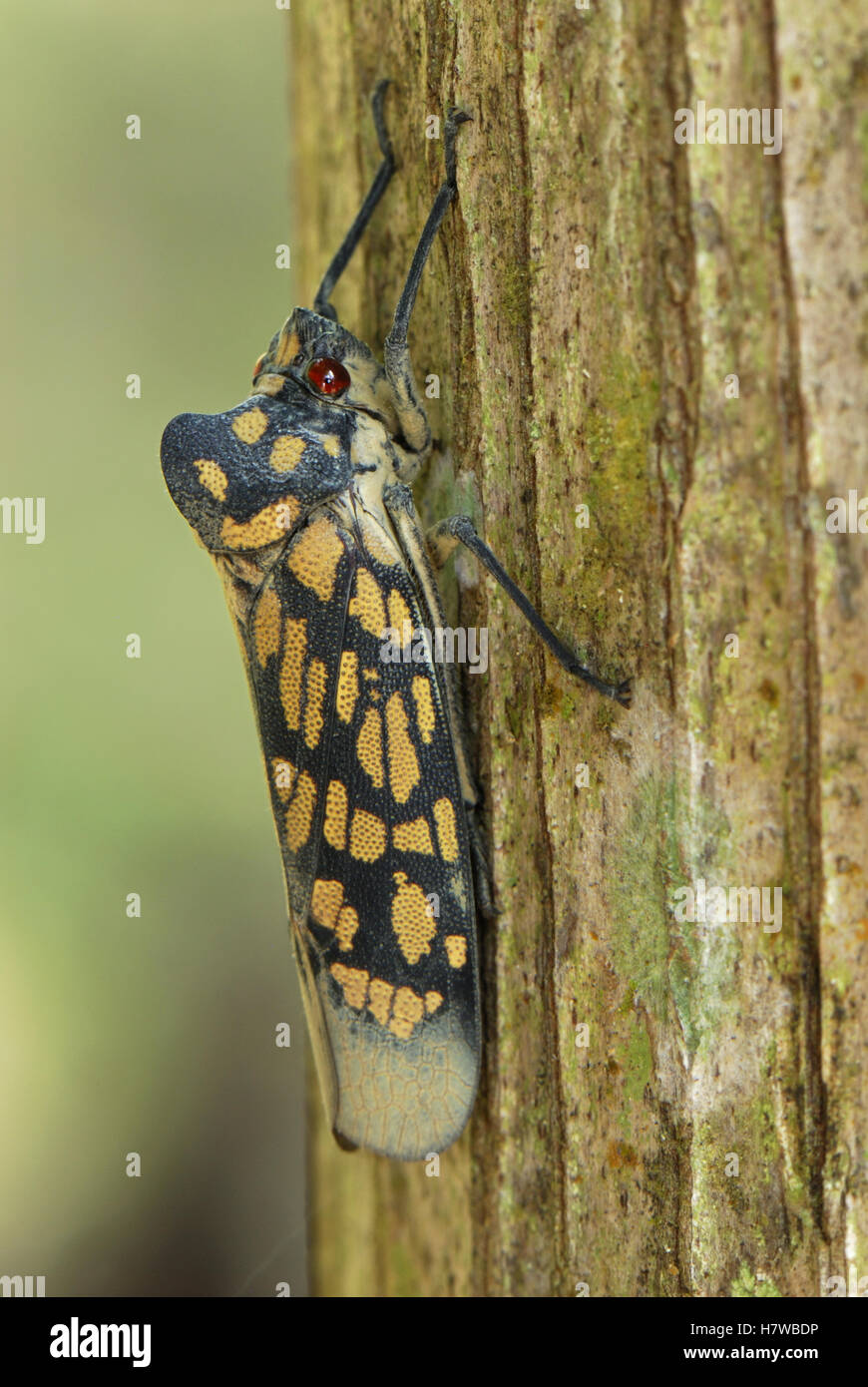 Fulgorid Planthopper (Fulgoridae) on tree trunk, Allpahuayo Mishana ...