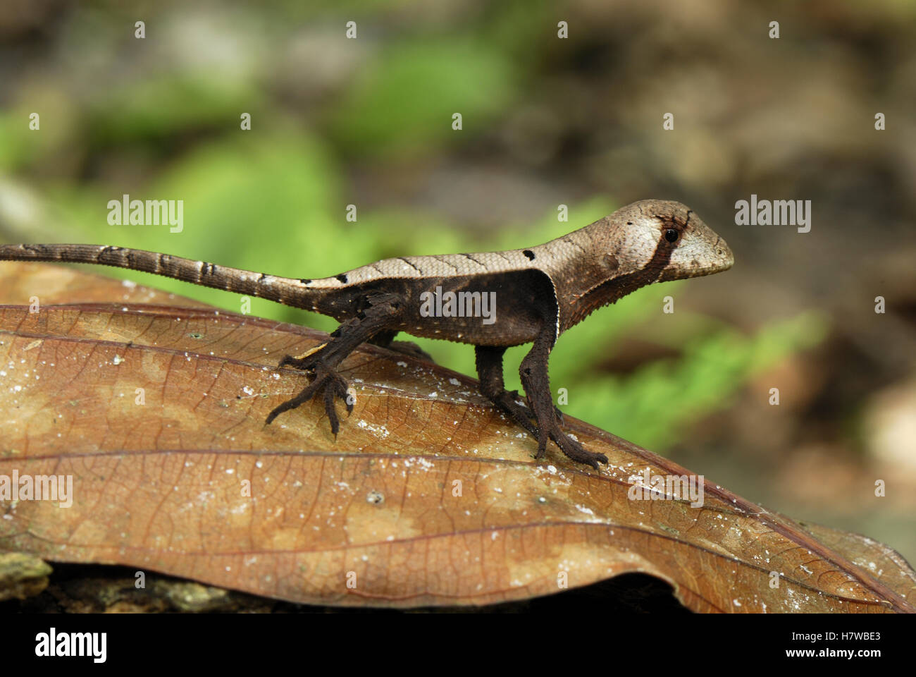Lizard (Stenocercus sp), Allpahuayo Mishana National Reserve, Peru ...