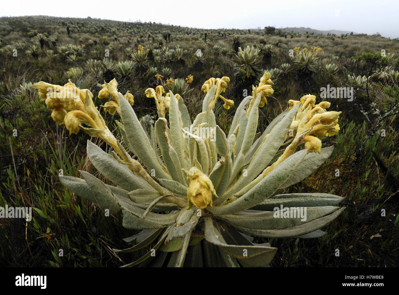 Frailejones (Espeletia sp) flowering, Purace National Park, Colombia ...