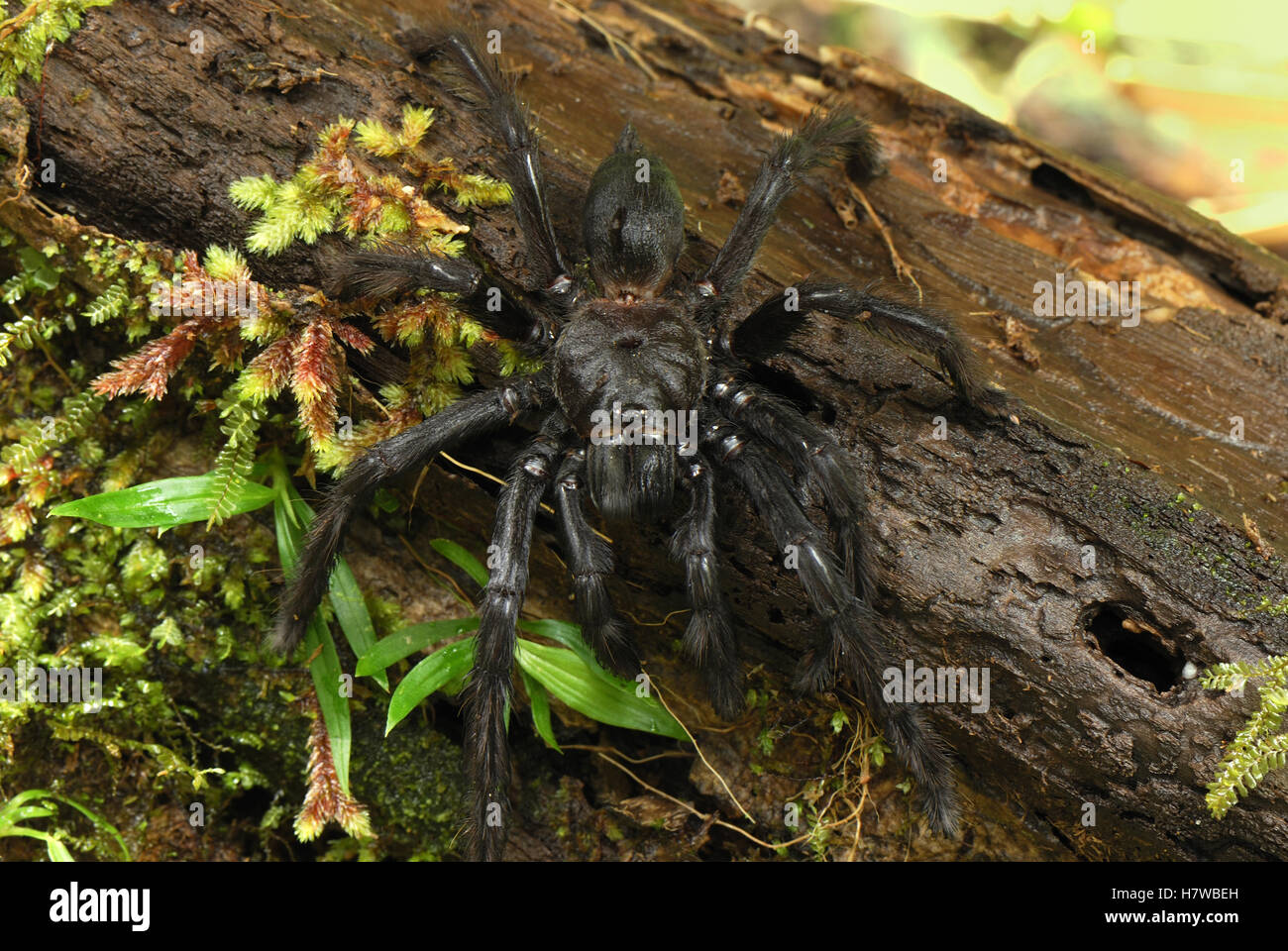 Tarantula (Avicularia sp) on log, Colombia Stock Photo - Alamy