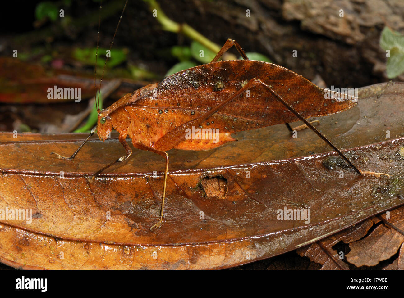 Dead Leaf Katydid (Orophus tessellatus) mimicking a dead leaf, Colombia ...