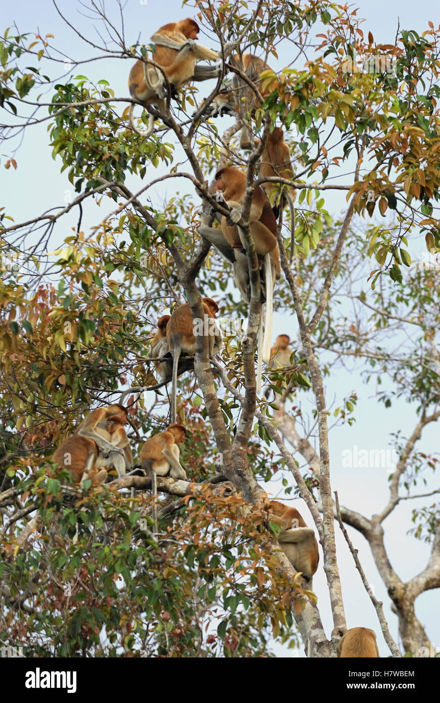 Proboscis Monkey (Nasalis larvatus) group sleeping on a tree, Sabah ...