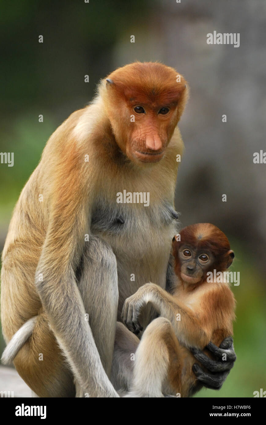 Proboscis Monkey (Nasalis larvatus) female with baby, Sabah, Borneo ...