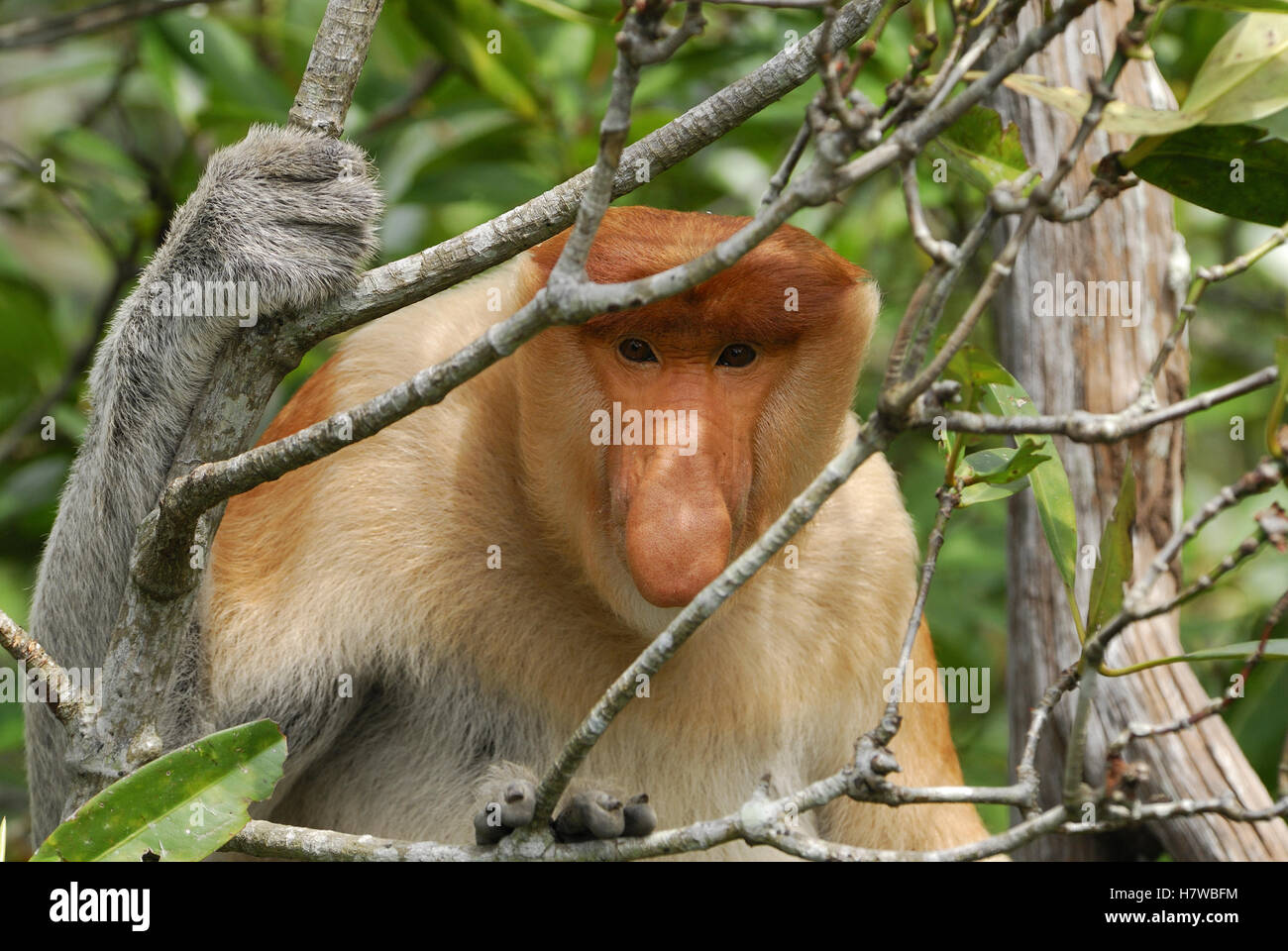 Proboscis Monkey (Nasalis larvatus) male, Sabah, Borneo, Malaysia Stock ...
