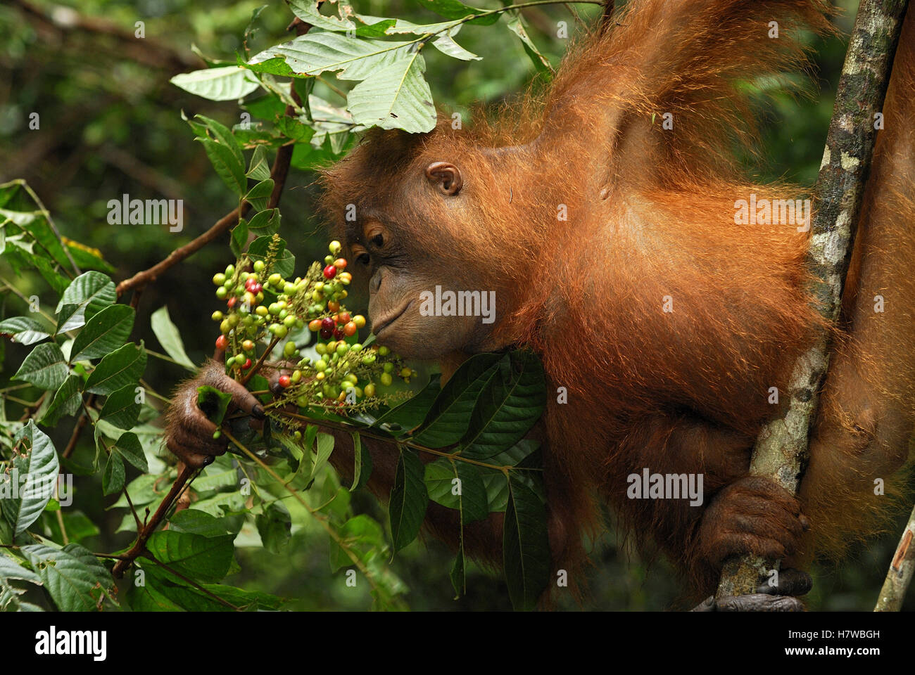 Orangutan (Pongo pygmaeus) eating fruit, Camp Leaky, Tanjung Puting ...