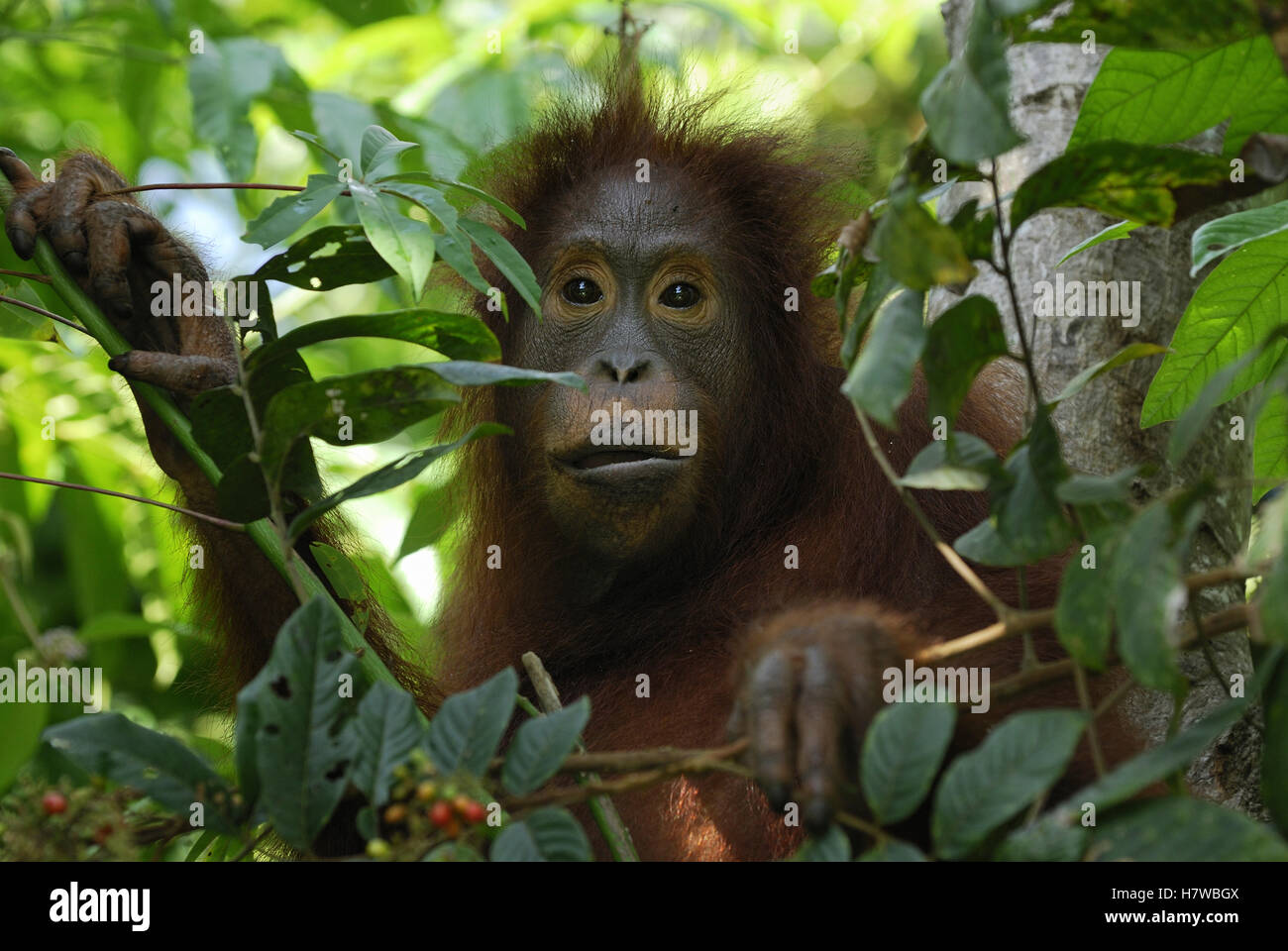 Orangutan (Pongo pygmaeus) portrait, Camp Leaky, Tanjung Puting ...