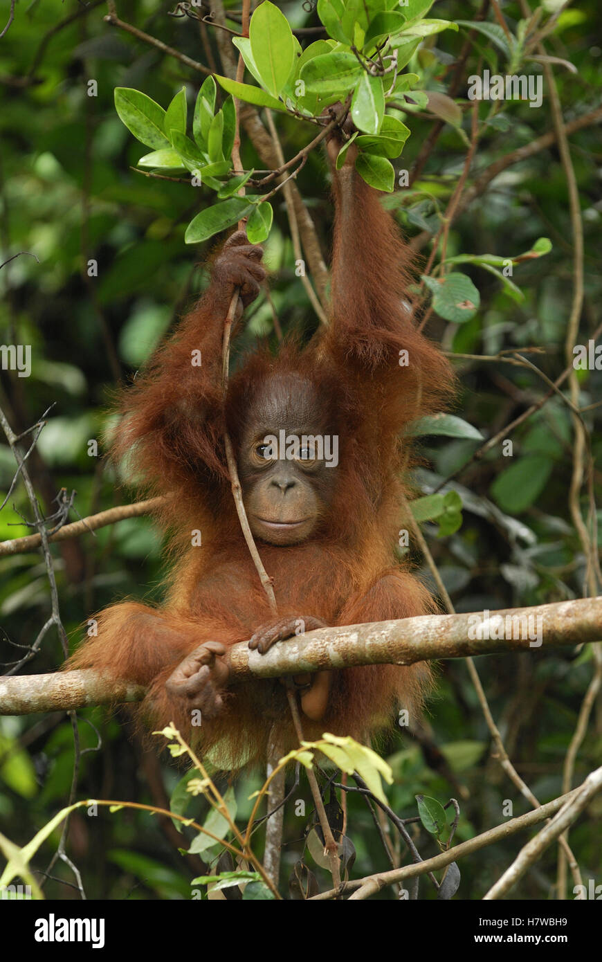 Orangutan (Pongo pygmaeus) baby, Camp Leaky, Tanjung Puting National ...