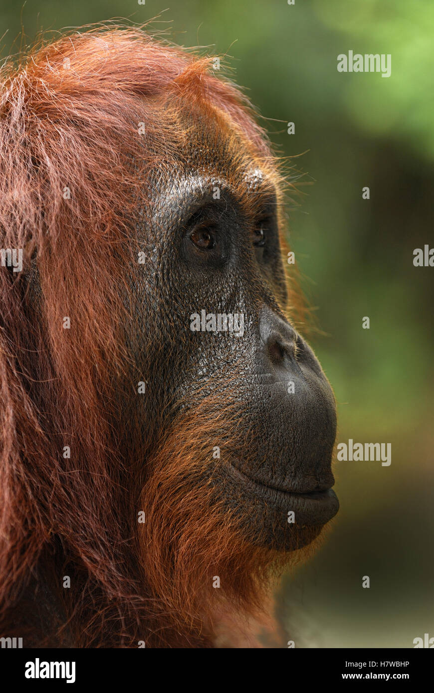 Orangutan (Pongo pygmaeus) female, Camp Leaky, Tanjung Puting National ...