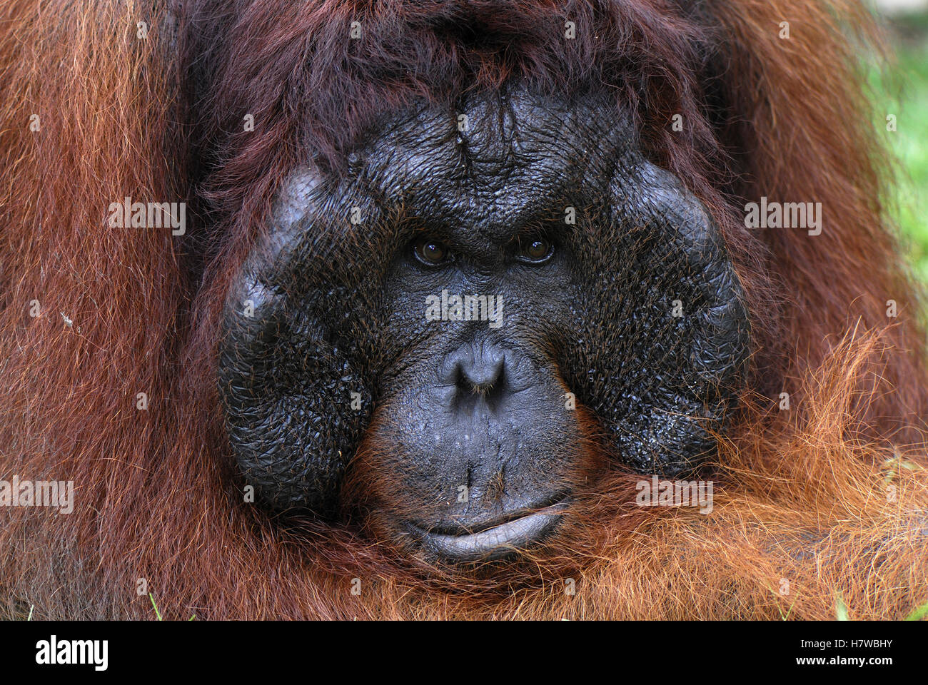 Orangutan (Pongo pygmaeus) male with large cheek pads, Camp Leaky ...