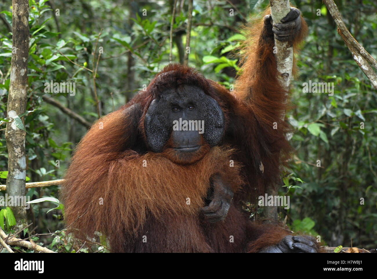 Orangutan (Pongo pygmaeus) male with large cheek pads, Camp Leaky ...