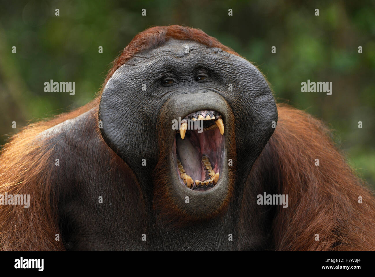 Orangutan (Pongo pygmaeus) male with large cheek pads calling, Camp ...