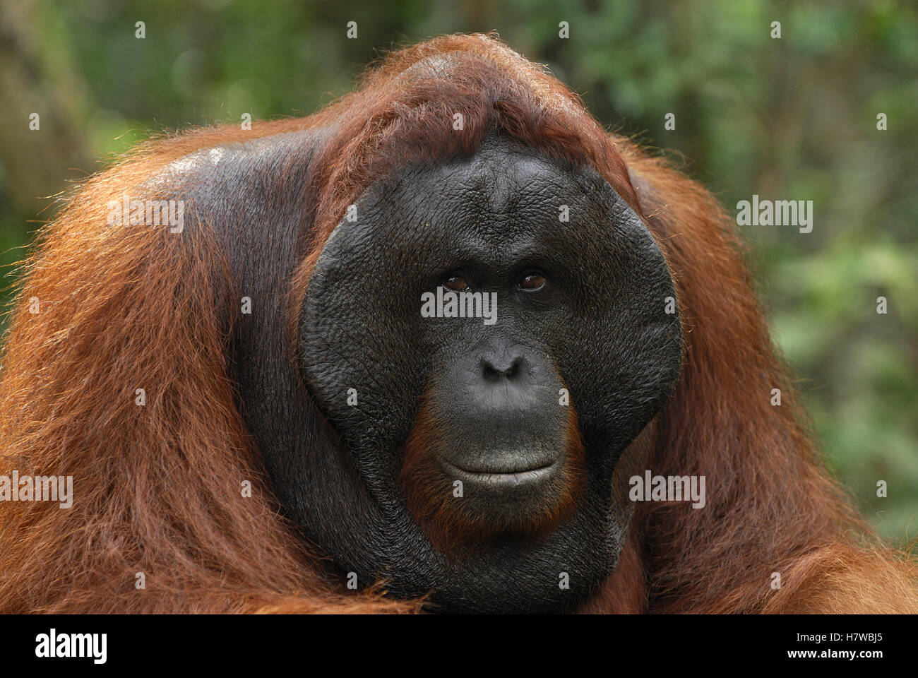 Orangutan (Pongo pygmaeus) male with large cheek pads, Camp Leaky ...