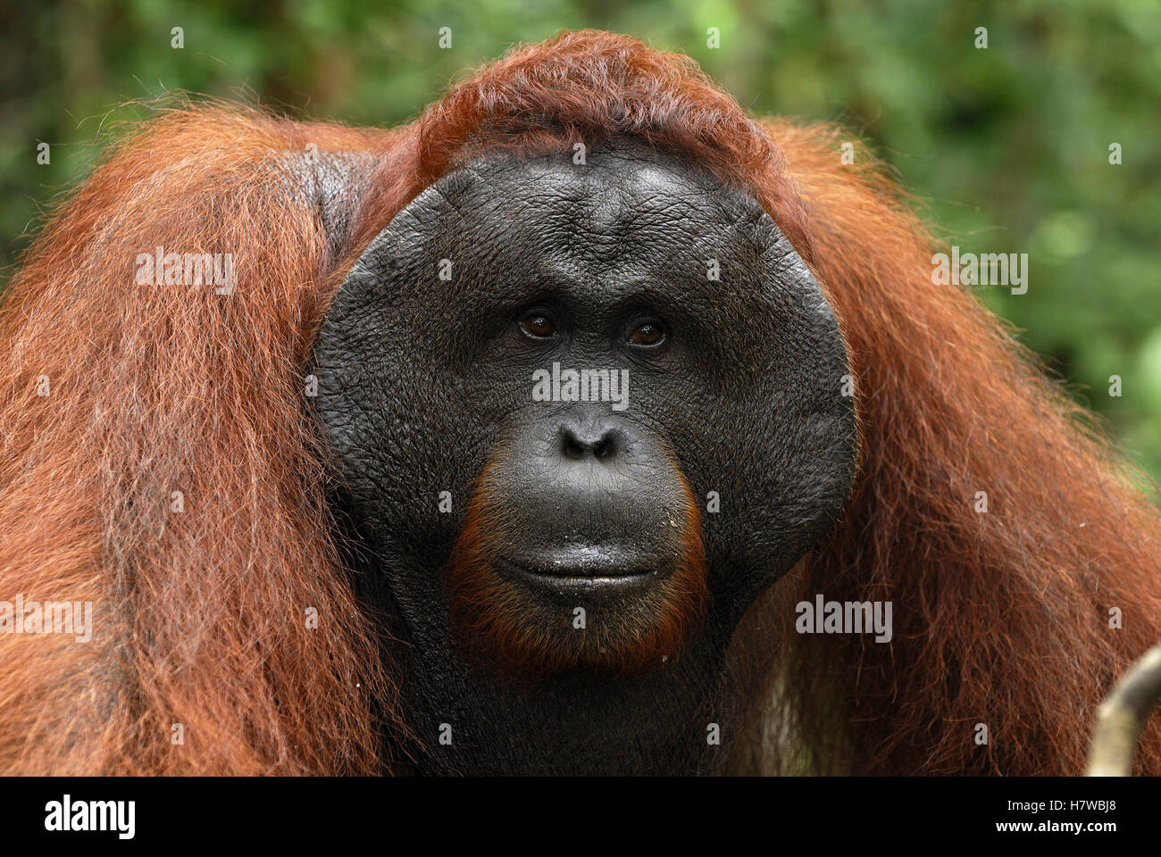 Orangutan (Pongo pygmaeus) male with large cheek pads, Camp Leaky ...