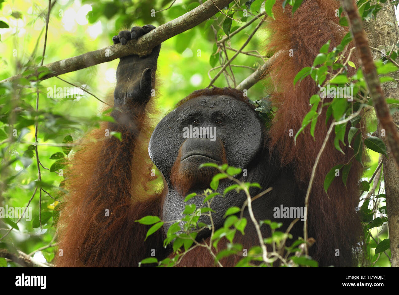 Orangutan (Pongo pygmaeus) male, Camp Leaky, Tanjung Puting National ...