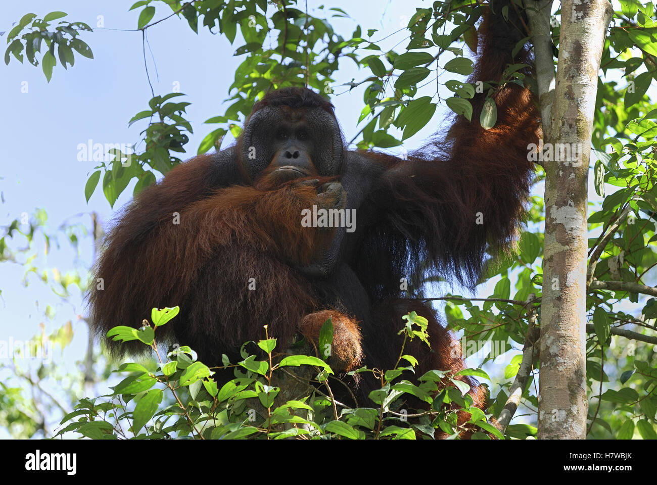 Orangutan (Pongo pygmaeus) male, Camp Leaky, Tanjung Puting National ...