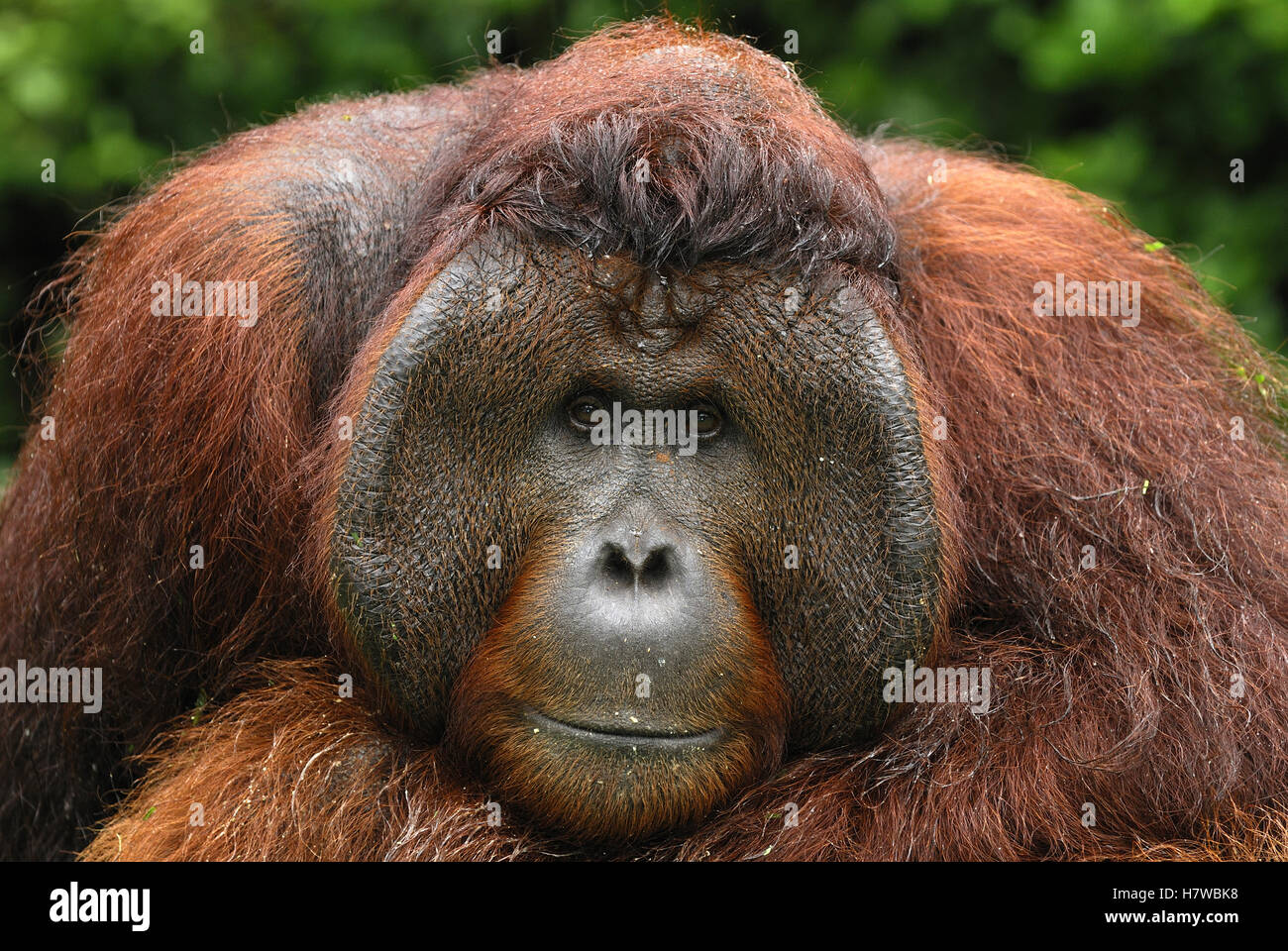 Orangutan (Pongo pygmaeus) male with large cheek pads, Camp Leaky ...