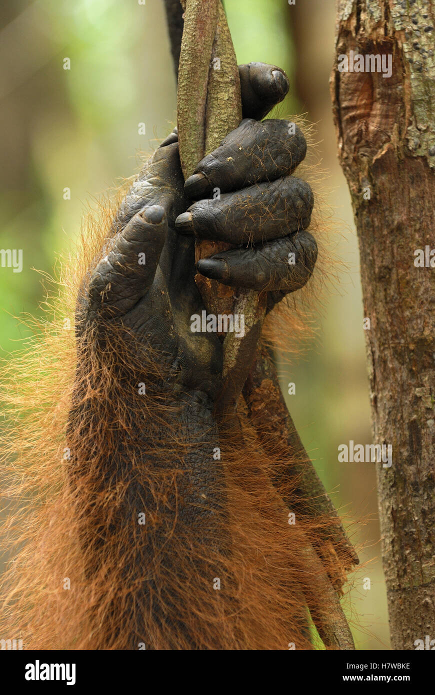 Orangutan (Pongo pygmaeus) hand, Camp Leaky, Tanjung Puting National ...