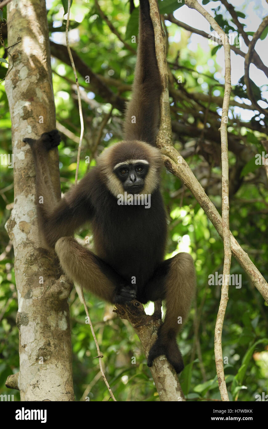 Agile Gibbon (Hylobates agilis) hanging in tree, Camp Leaky, Tanjung ...