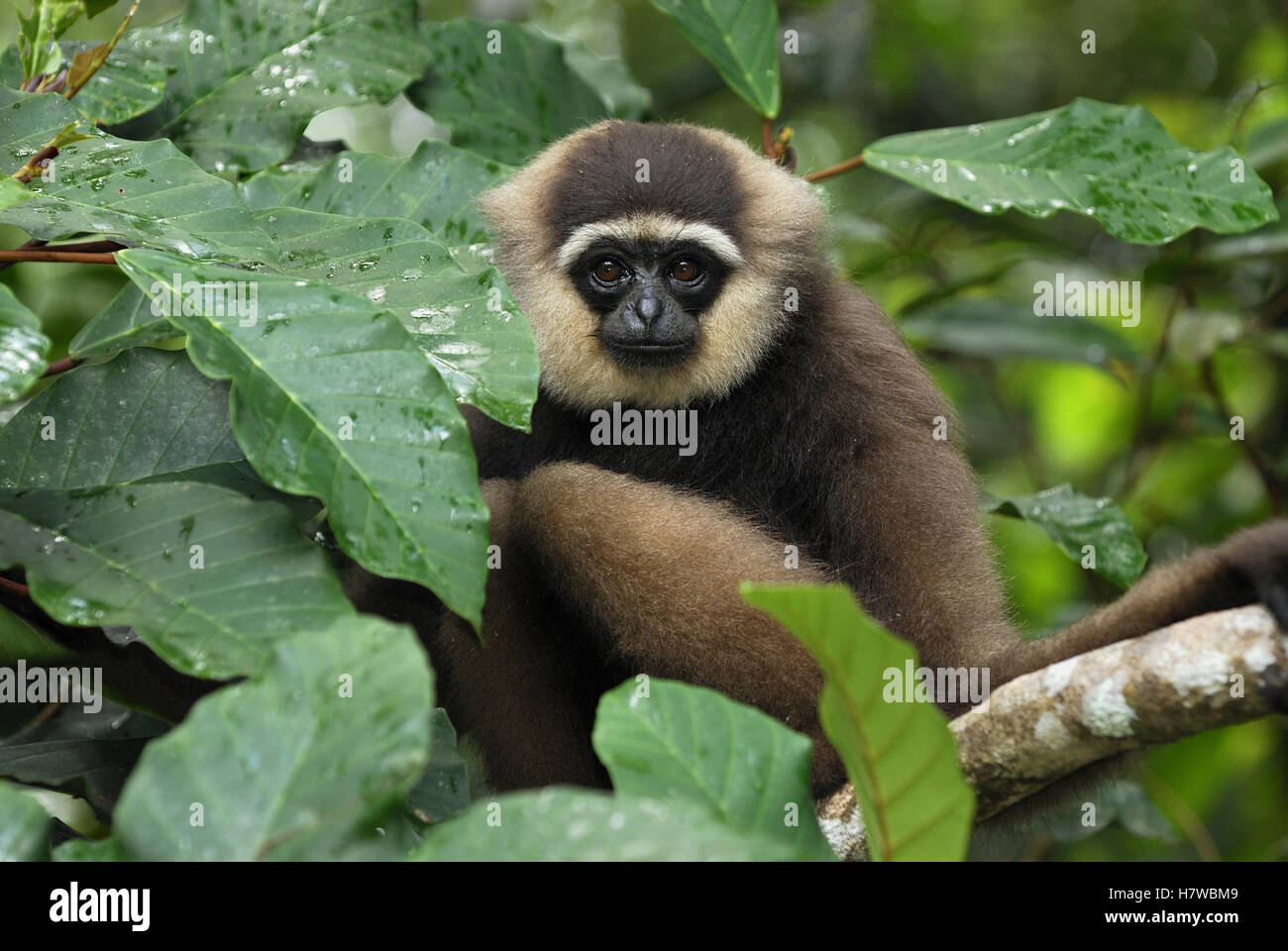 Agile Gibbon (Hylobates agilis) portrait, Camp Leaky, Tanjung Puting ...
