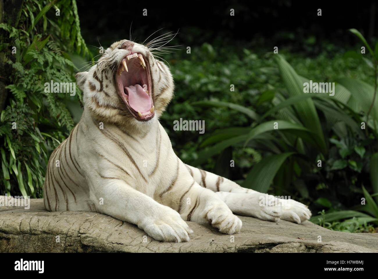 Tiger (Panthera tigris), white morph, captive animal yawning, Singapore ...