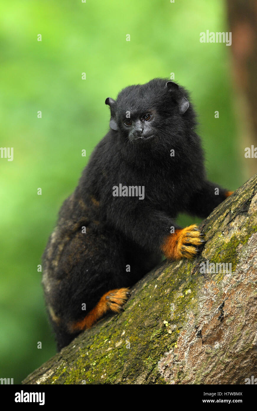 Midas Tamarin (Saguinus midas), Brazil Stock Photo - Alamy