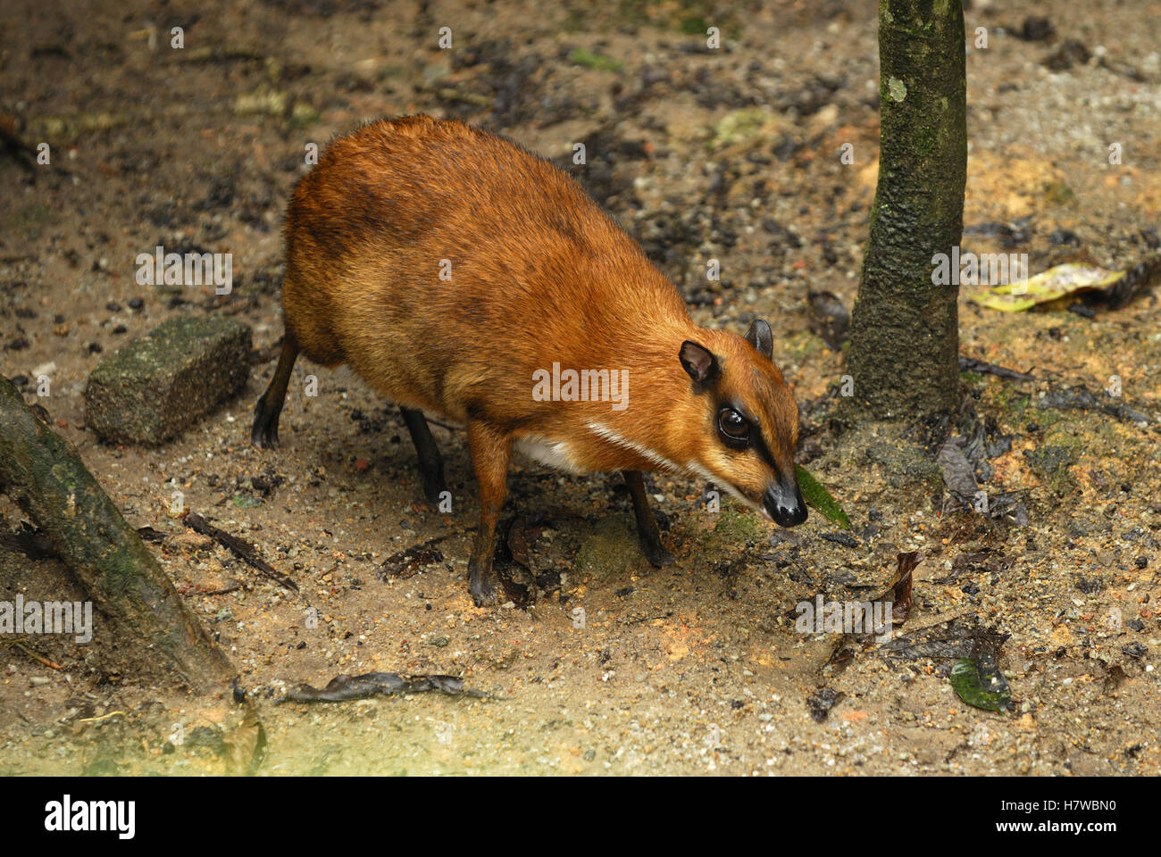 Lesser Malay Mouse Deer (Tragulus javanicus) in rainforest understory ...