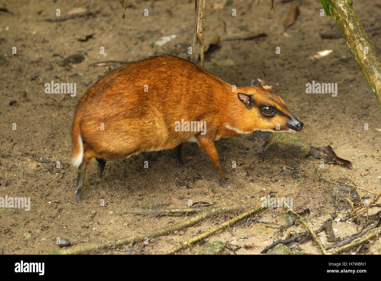 Lesser Malay Mouse Deer (Tragulus javanicus) in rainforest understory ...