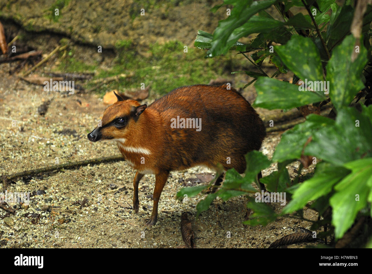 Lesser Malay Mouse Deer (Tragulus javanicus) in rainforest understory ...