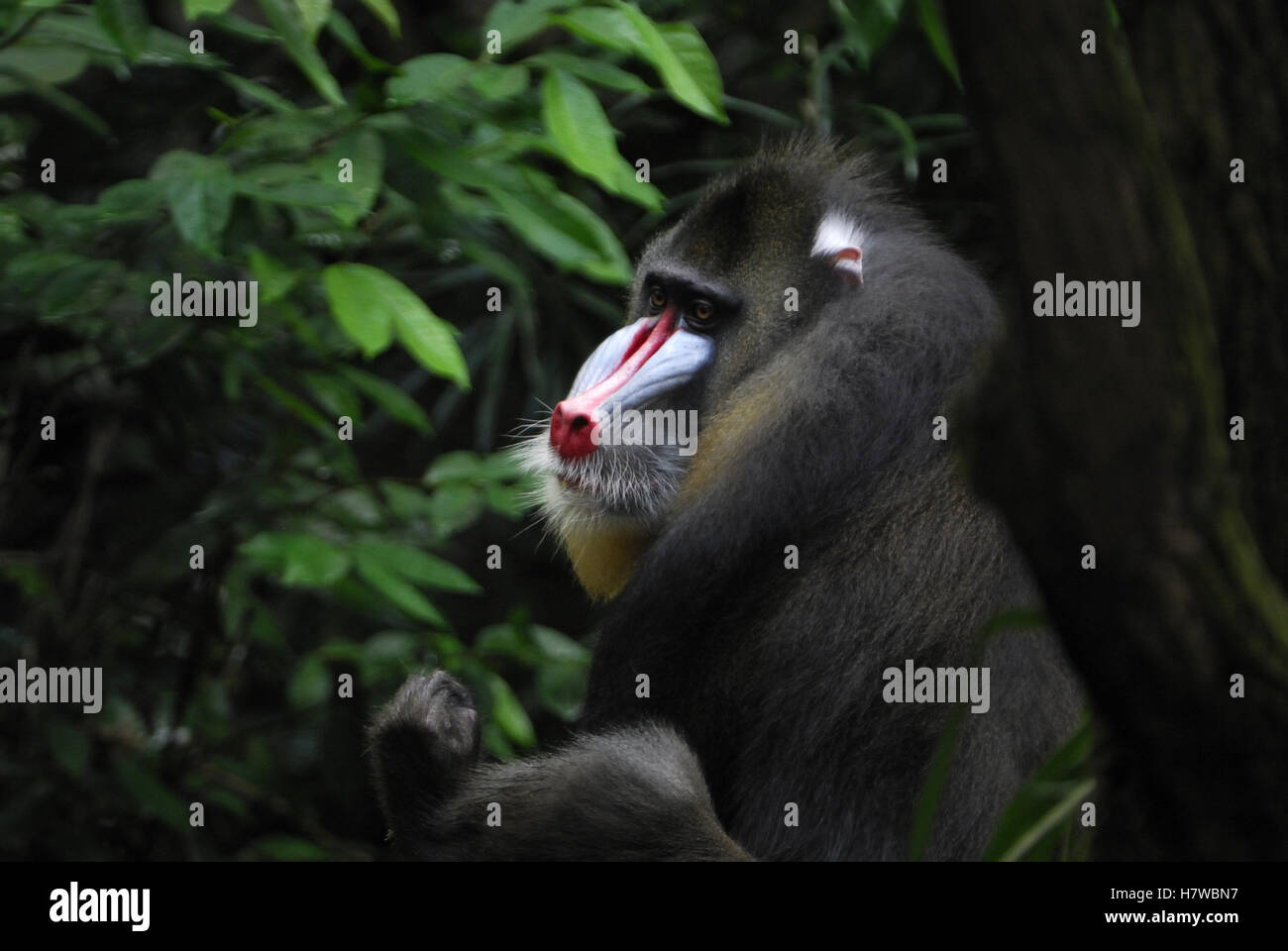 Mandrill (Mandrillus sphinx) male, Gabon Stock Photo - Alamy