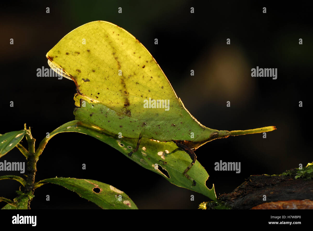 Grasshopper (Systella dusmeti) mimicking leaf, Danum Valley Conservation Area, Borneo, Malaysia ...