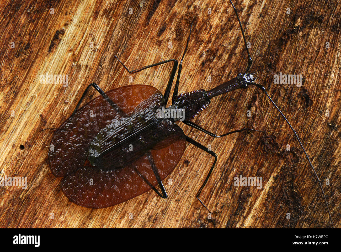 Fiddle Beetle (Mormolyce phyllodes), Danum Valley Conservation Area ...