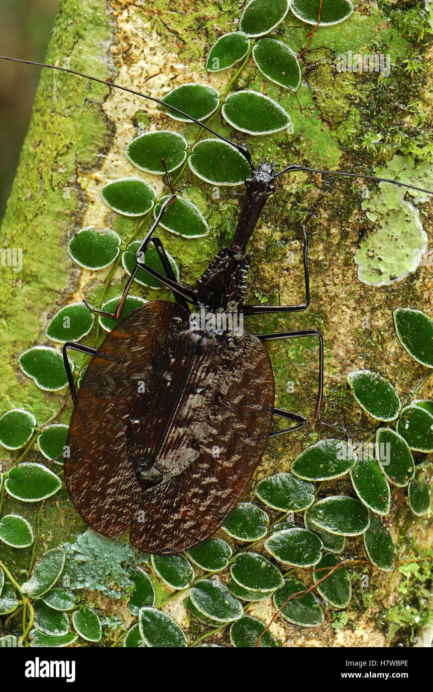 Fiddle Beetle (Mormolyce phyllodes), Danum Valley Conservation Area ...