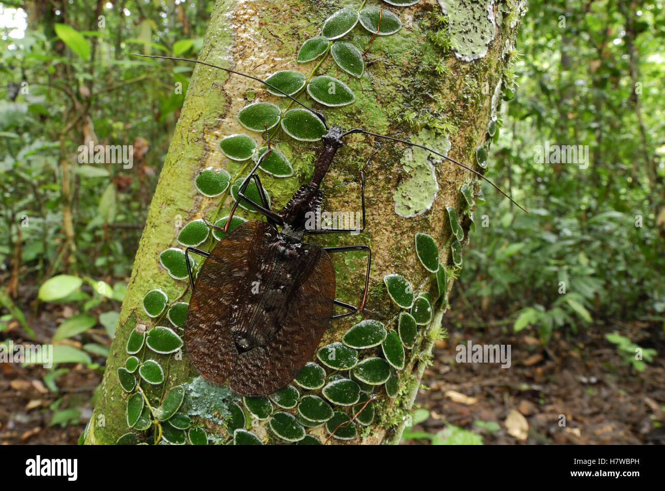 Fiddle Beetle (Mormolyce phyllodes), Danum Valley Conservation Area ...