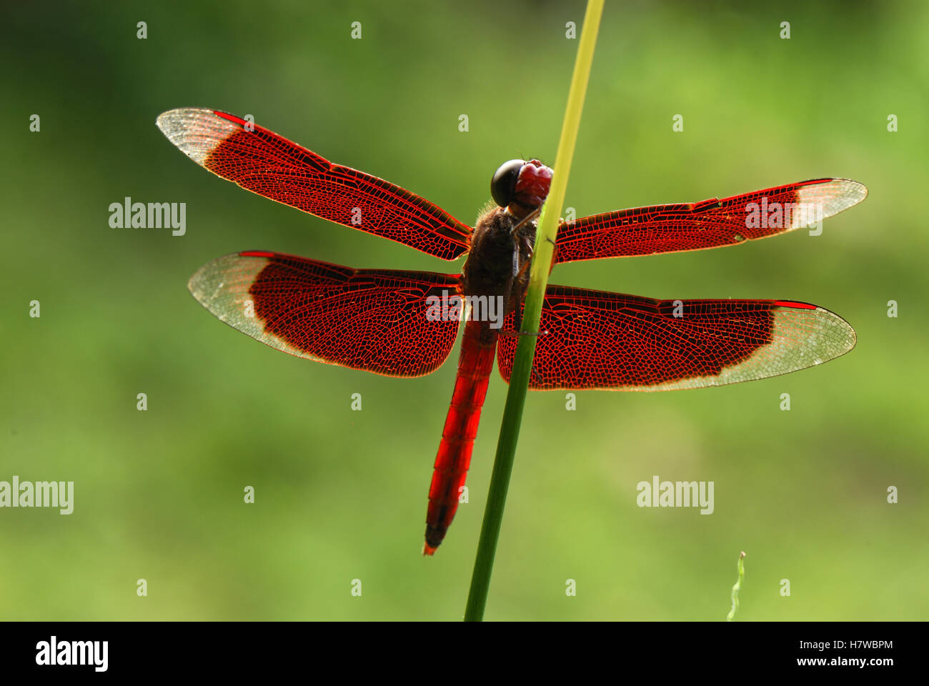 Dragonfly, Danum Valley Conservation Area, Borneo, Malaysia Stock Photo ...